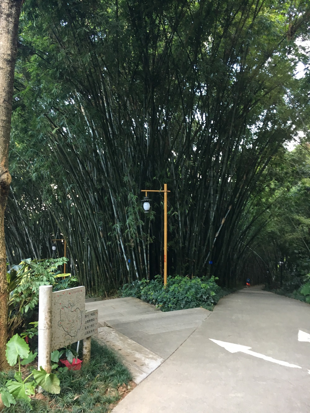 Bamboo for Sustainable Cities - Dr Hans Friederich